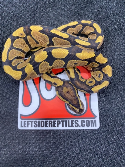 Spector/YB Ball Python by Leftside Reptiles