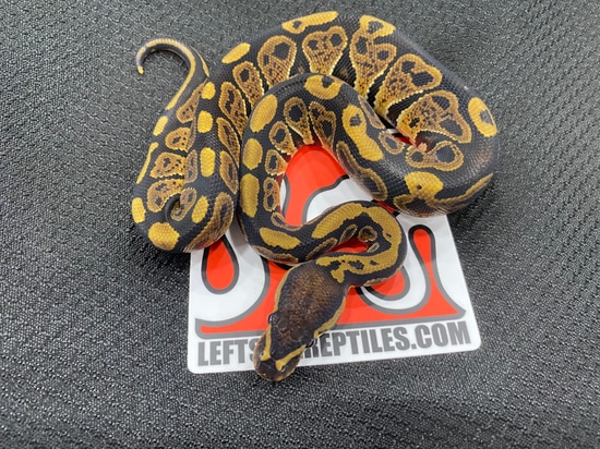 Grim Het Hypo Ball Python by Leftside Reptiles