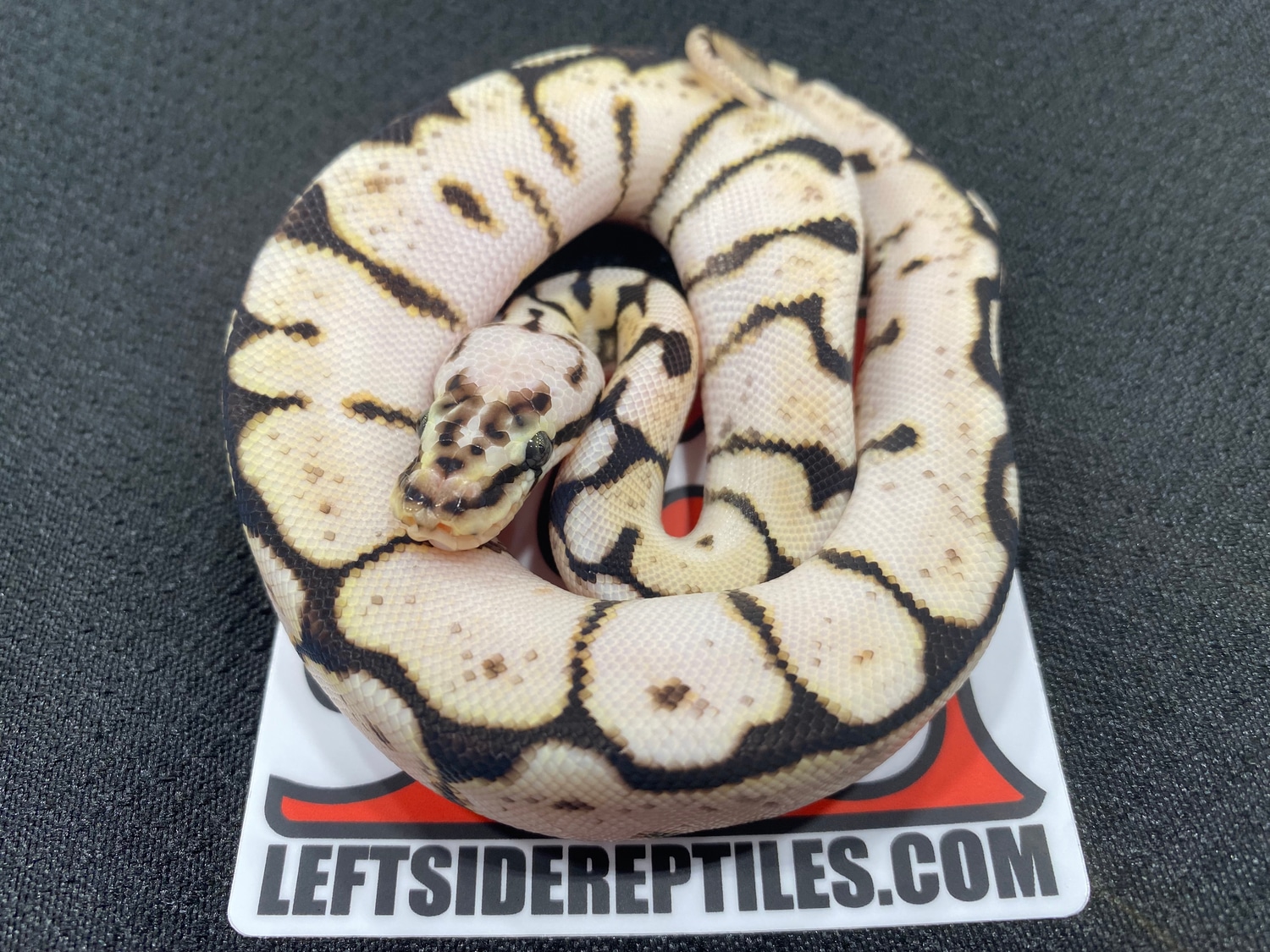 Sugar Bee Ball Python by Leftside Reptiles - MorphMarket