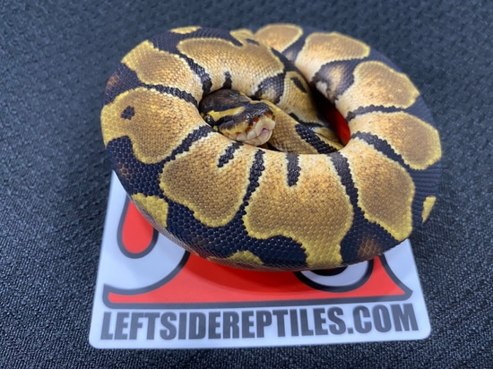 Enchi Ball Python by Leftside Reptiles