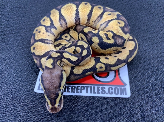 Pastel Het Pied Ball Python by Leftside Reptiles