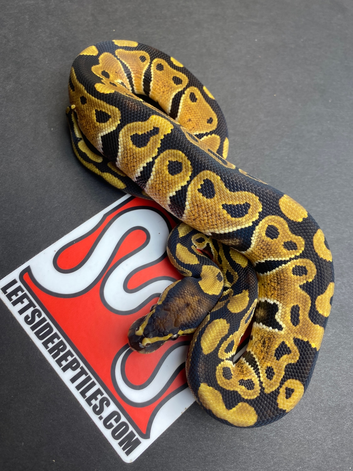 Het Albino Clown Ball Python by Leftside Reptiles - MorphMarket