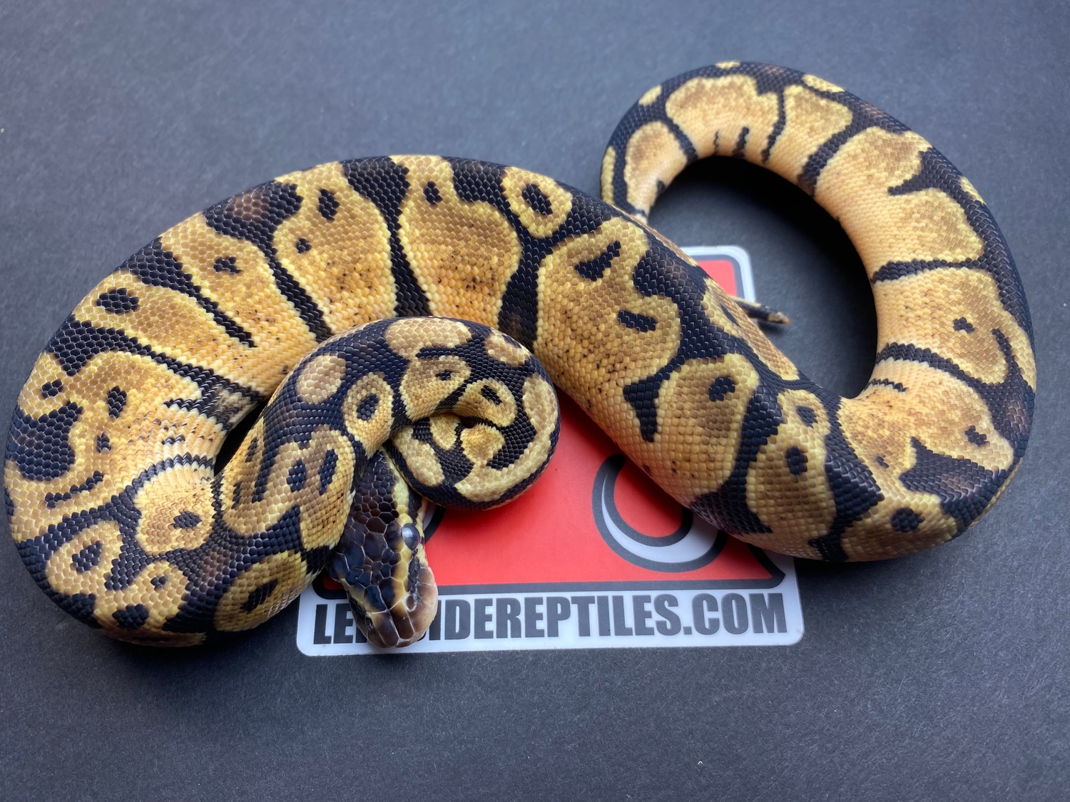 Pastel Het Albino/candy Ball Python by Leftside Reptiles - MorphMarket