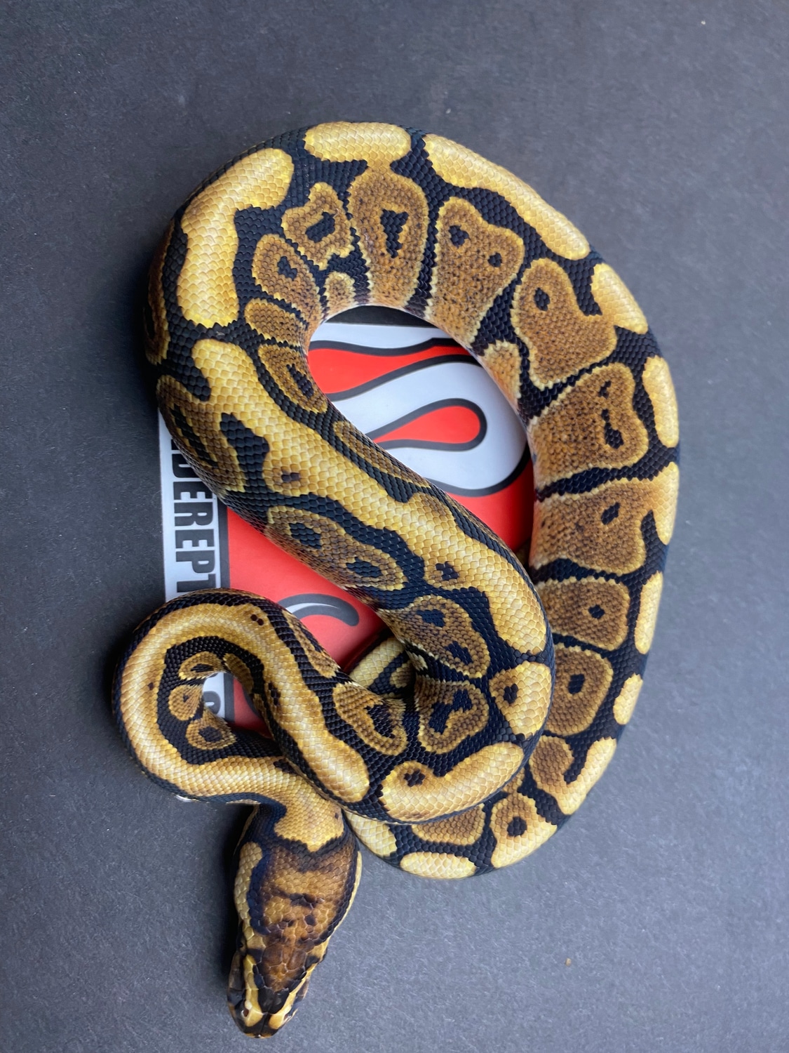 Spotnose Yb/Spector Ball Python by Leftside Reptiles - MorphMarket