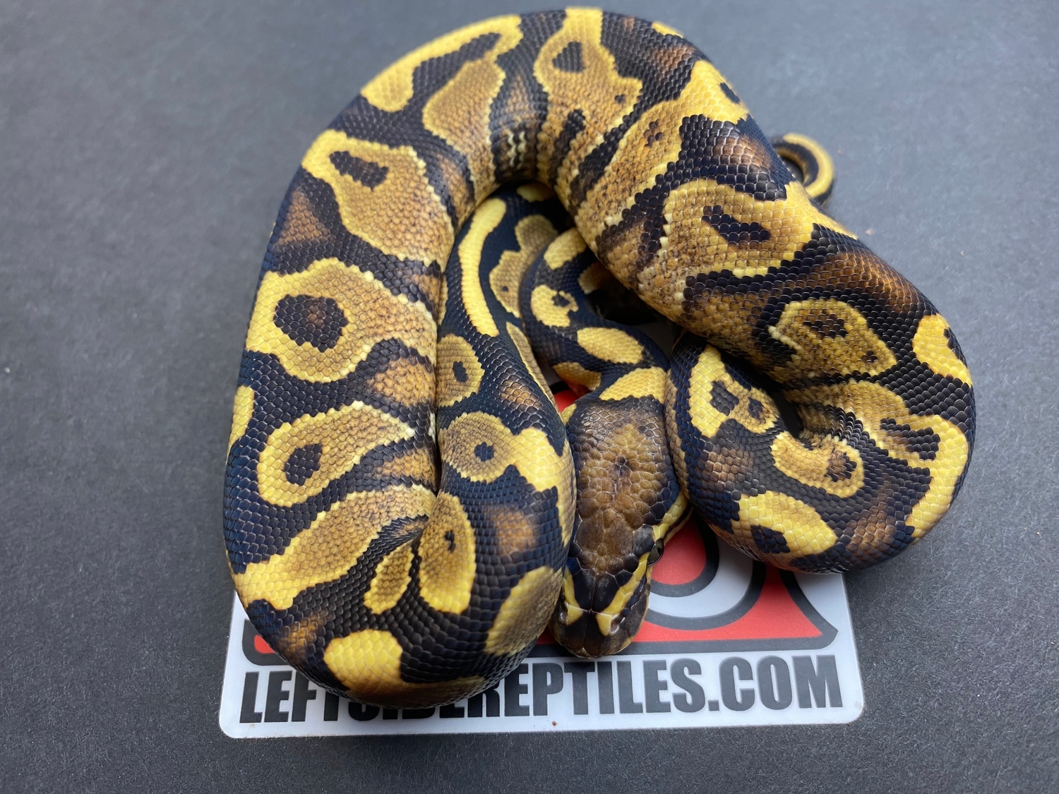 Fire/vanilla Yb/gravel Ball Python by Leftside Reptiles - MorphMarket
