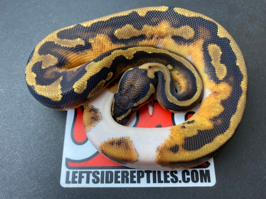 Enchi Pied Pos Leopard Ball Python by Leftside Reptiles