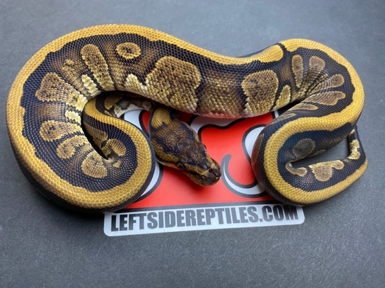 Redstripe Het Genetic Stripe Ball Python by Leftside Reptiles