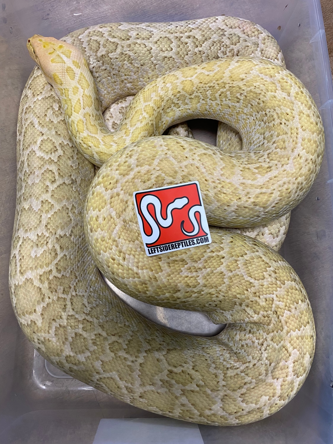 2018 Granite Hypo 100% Het Albino Burmese Python by Leftside Reptiles ...