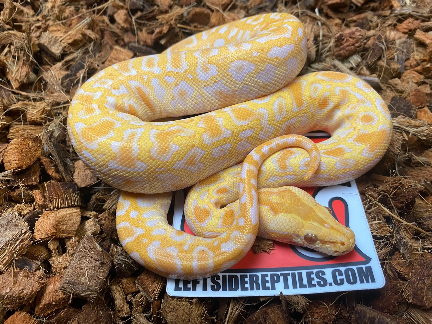 Albino Het Granite Het Patternless Burmese Python by Leftside Reptiles ...
