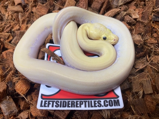 Ivory Triple Het Albino Patternless Granite Burmese Python by Leftside ...
