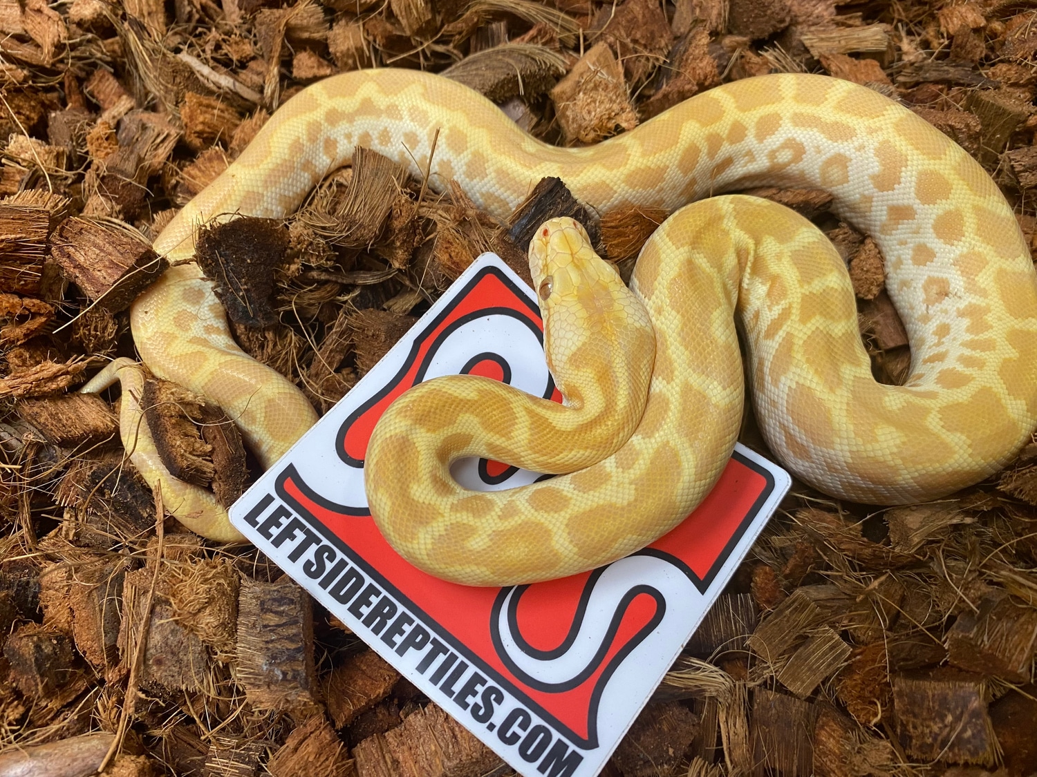 Hypo Albino Het Patternless Granite Burmese Python by Leftside Reptiles ...