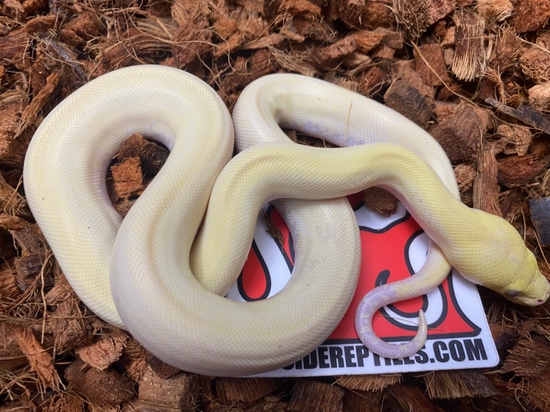 Super Hypo Albino Het Patternless Granite Burmese Python by Leftside Reptiles