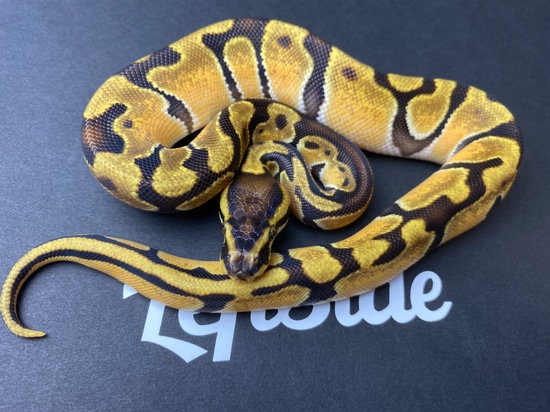 Od Enchi Pos Bongo Ball Python by Leftside Reptiles