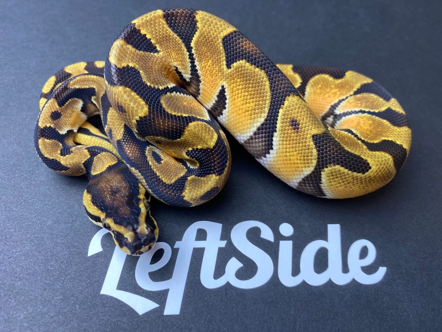 Od Enchi Pos Bongo Yb Ball Python by Leftside Reptiles - MorphMarket