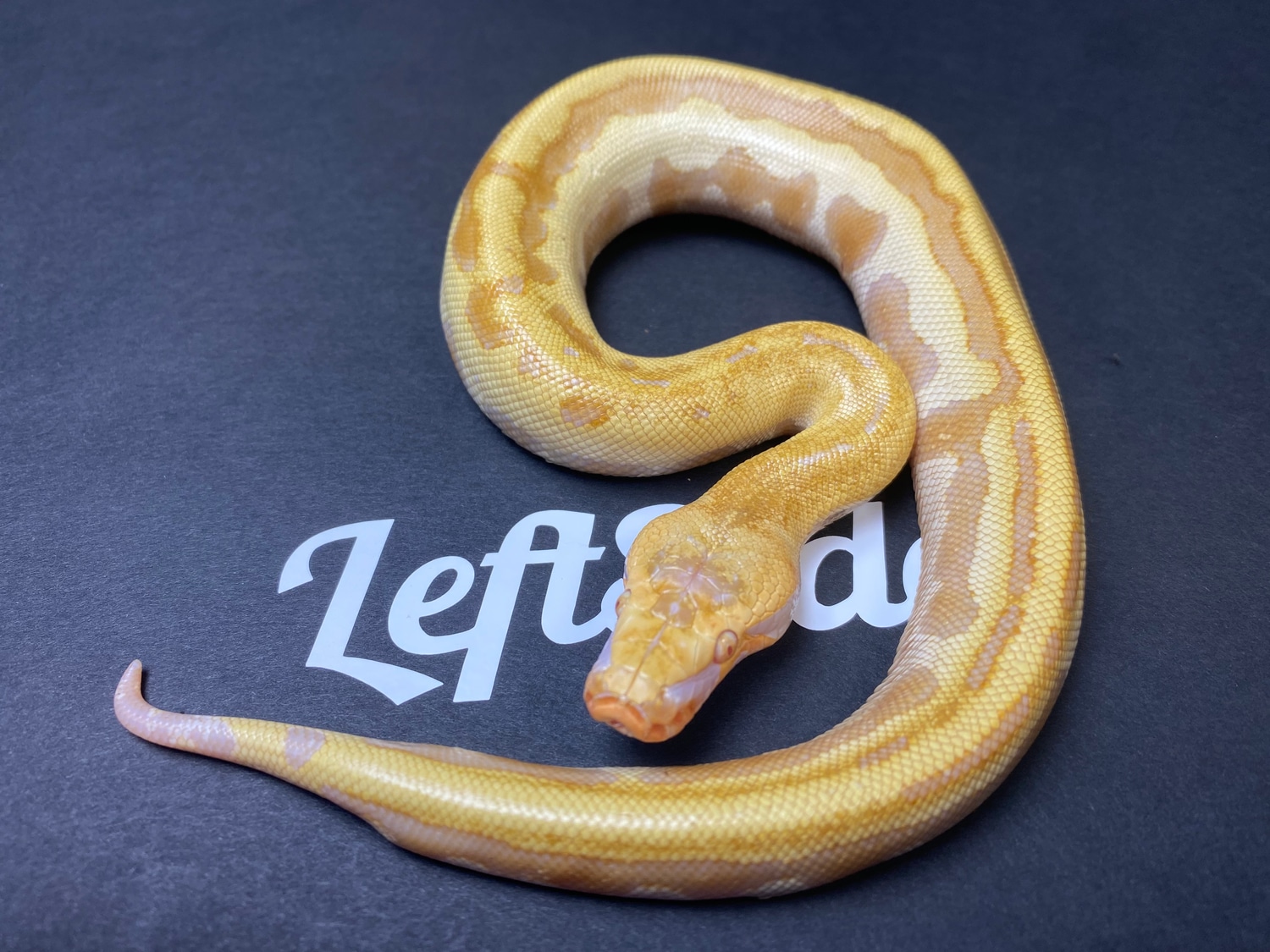 T-Albino Goldeneye Blood Python by Leftside Reptiles - MorphMarket