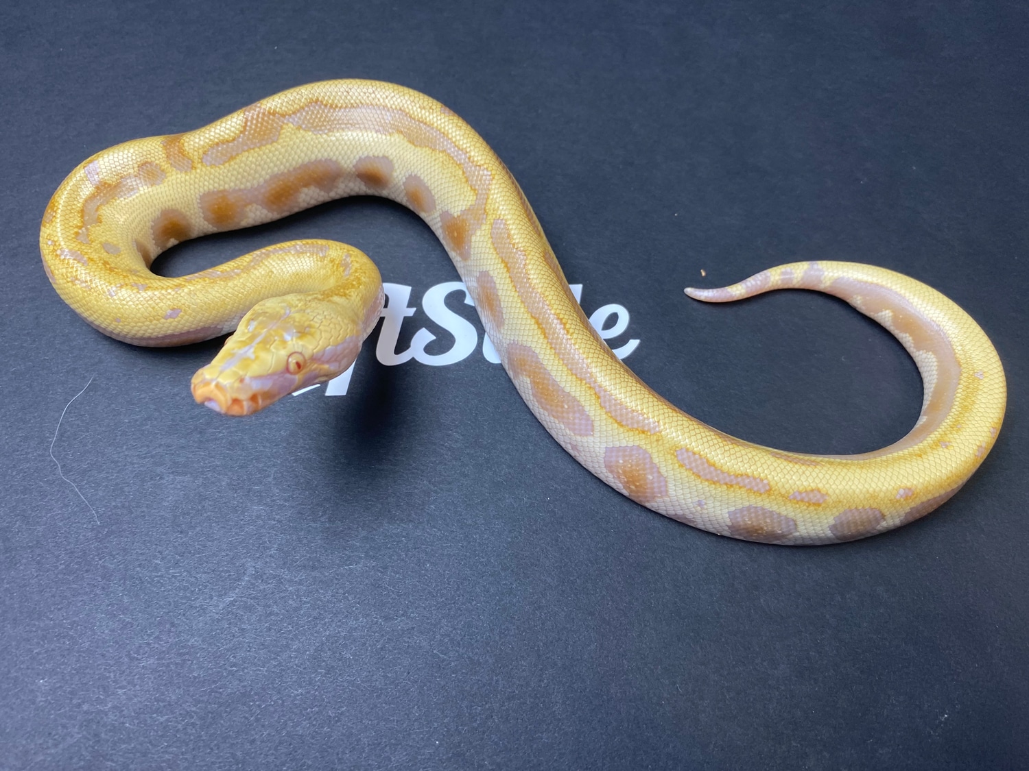 T-Albino Goldeneye Blood Python by Leftside Reptiles - MorphMarket