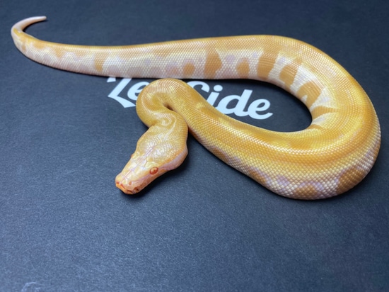 T-Albino Blood Python by Leftside Reptiles