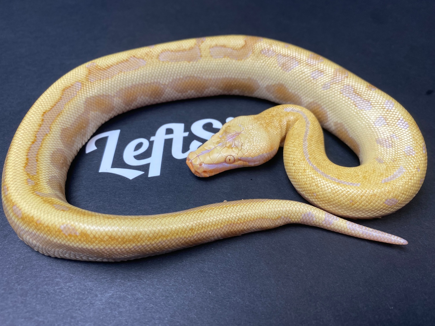 T-Albino Goldeneye Blood Python by Leftside Reptiles - MorphMarket