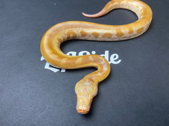 T-Albino Blood Python by Leftside Reptiles