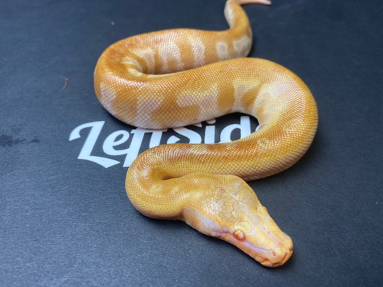 T-Albino Blood Python by Leftside Reptiles