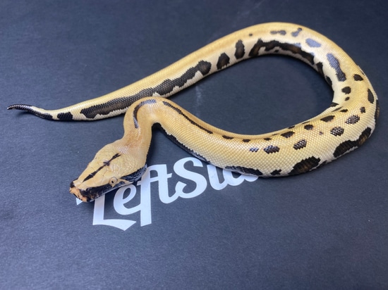 Goldeneye Het T-Albino Blood Python by Leftside Reptiles