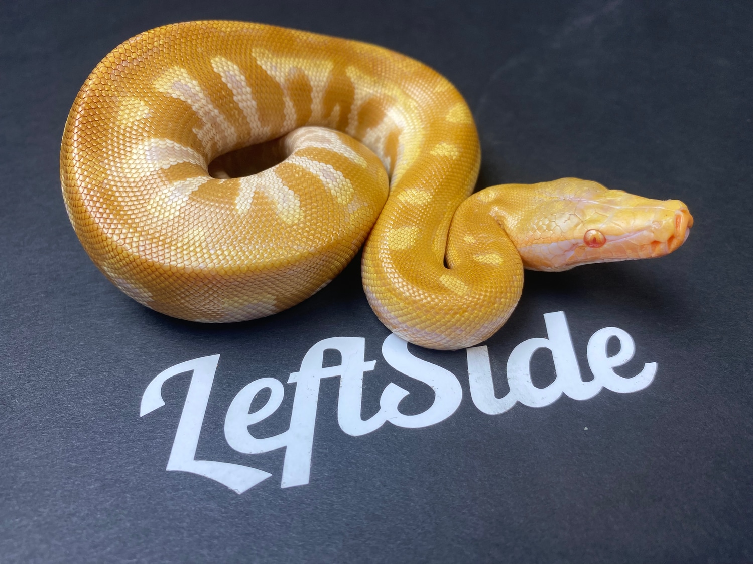 T-Albino Blood Python by Leftside Reptiles - MorphMarket