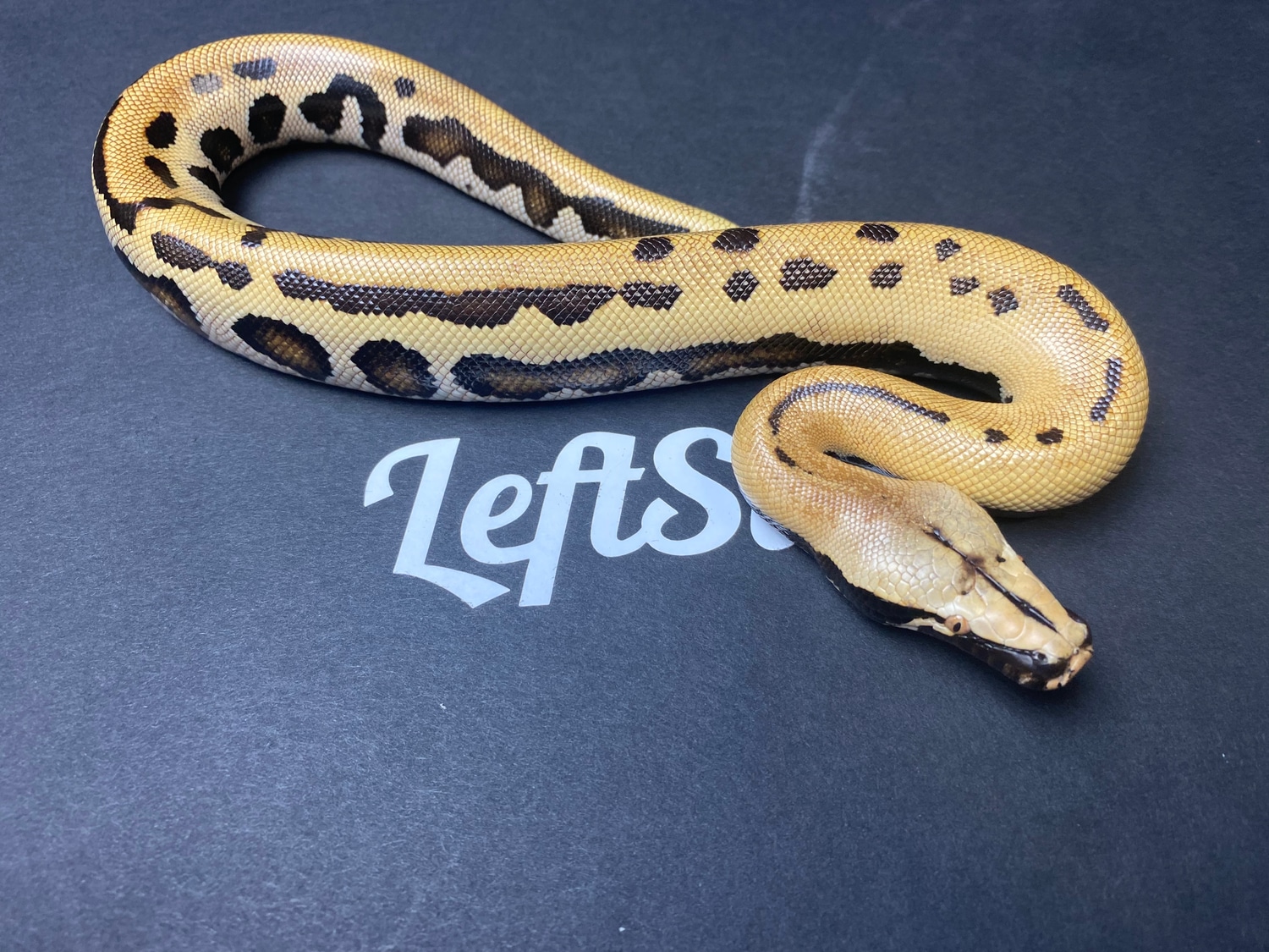 Goldeneye Het T-Albino Blood Python by Leftside Reptiles - MorphMarket