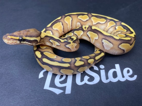 Lesser Yb/gravel Pos Od Ball Python by Leftside Reptiles