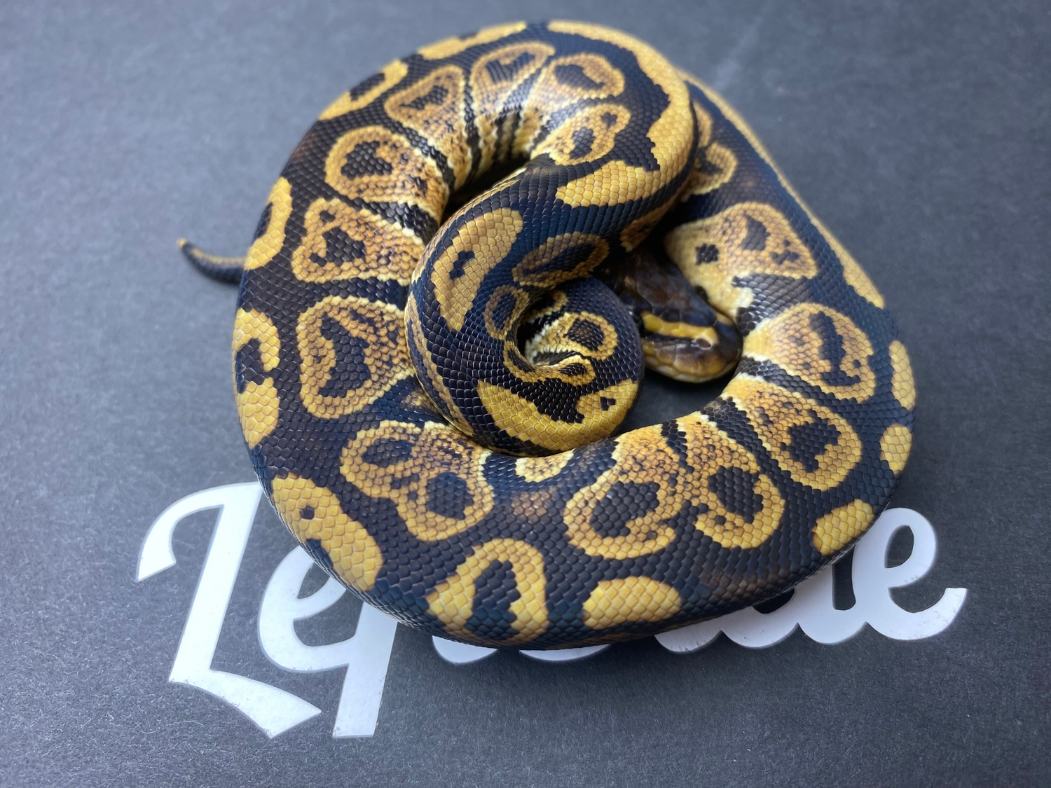 Grim Het Hypo Ball Python by Leftside Reptiles - MorphMarket