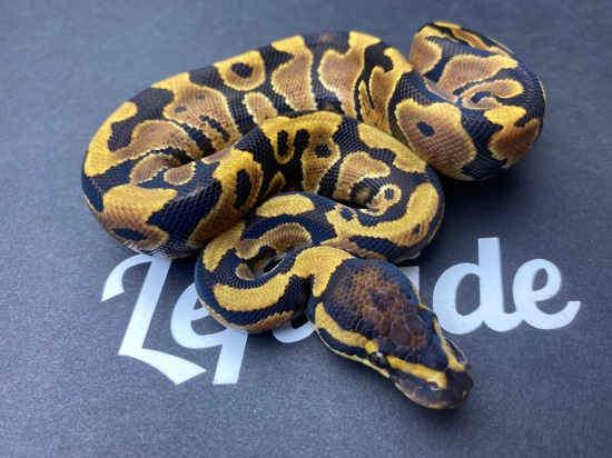 Orange Dream Yb/gravel Ball Python by Leftside Reptiles