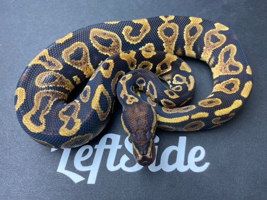 Grim Yb Het Hypo Ball Python by Leftside Reptiles