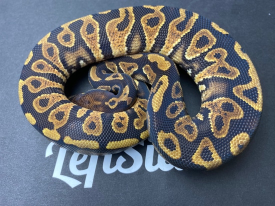 Grim Yb Het Hypo Ball Python by Leftside Reptiles