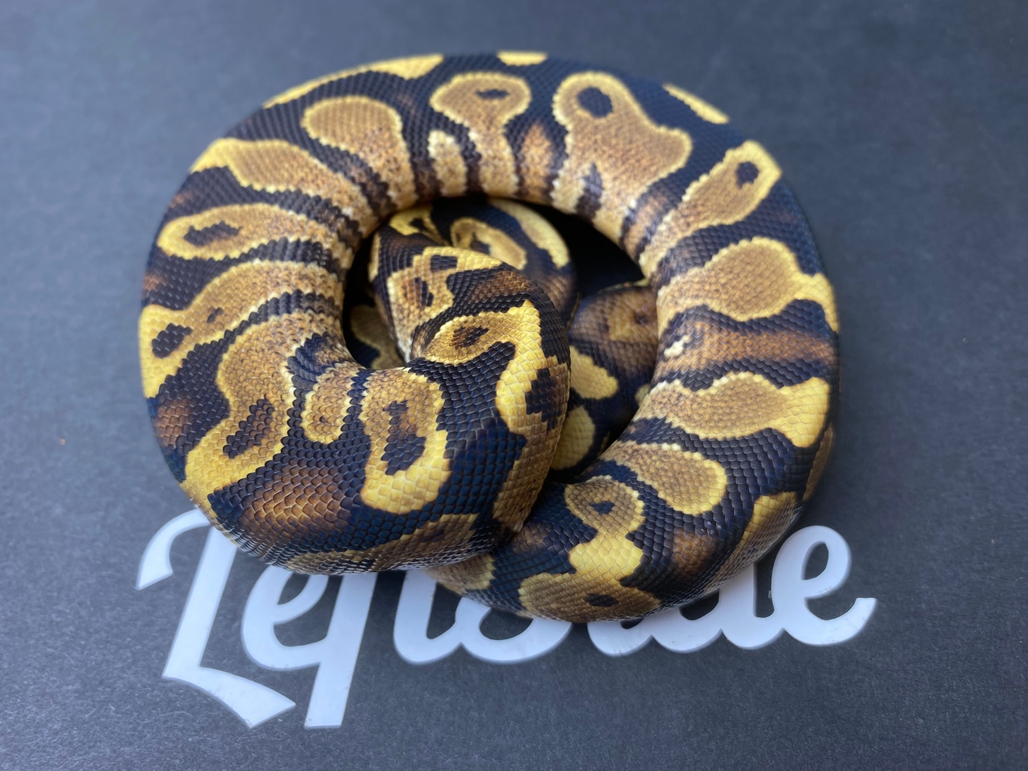 Fire/vanilla Yb/gravel Pos OD Ball Python by Leftside Reptiles ...