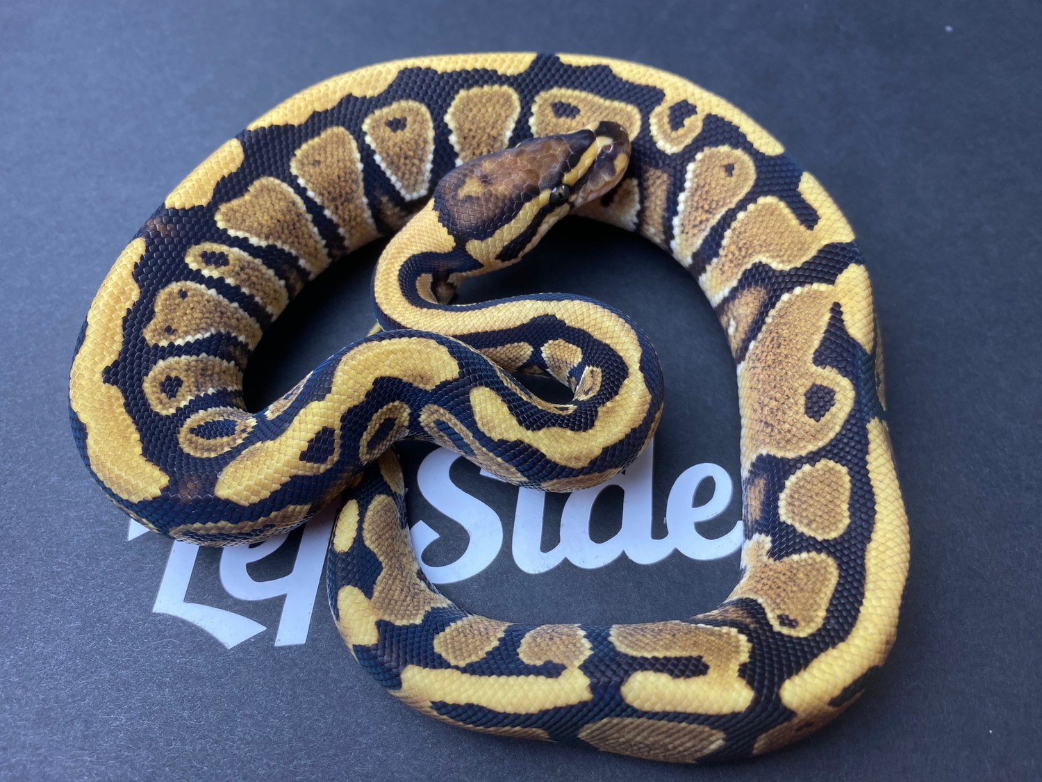 Fire/vanilla Yb/gravel Pos OD Ball Python by Leftside Reptiles ...