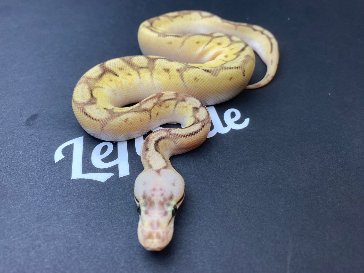 Pastel Orange Dream Spider Enchi Bongo Ball Python by Leftside Reptiles ...