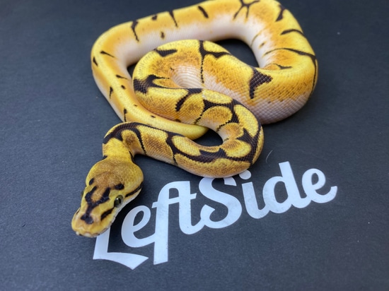 OD Enchi Spider Bongo YB Ball Python by Leftside Reptiles