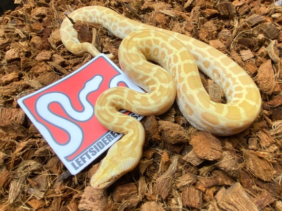 Hypo Albino Het Patternless Granite Burmese Python by Leftside Reptiles