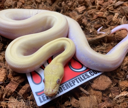 Hypo Albino Het Patternless Granite Burmese Python by Leftside Reptiles ...