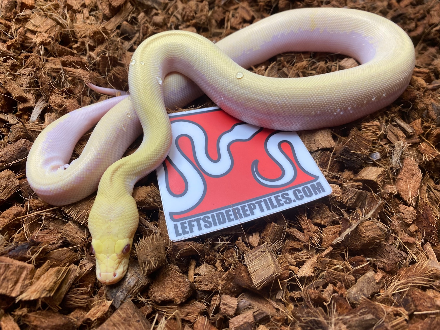 Super Hypo Albino Het Patternless Granite Burmese Python by Leftside ...