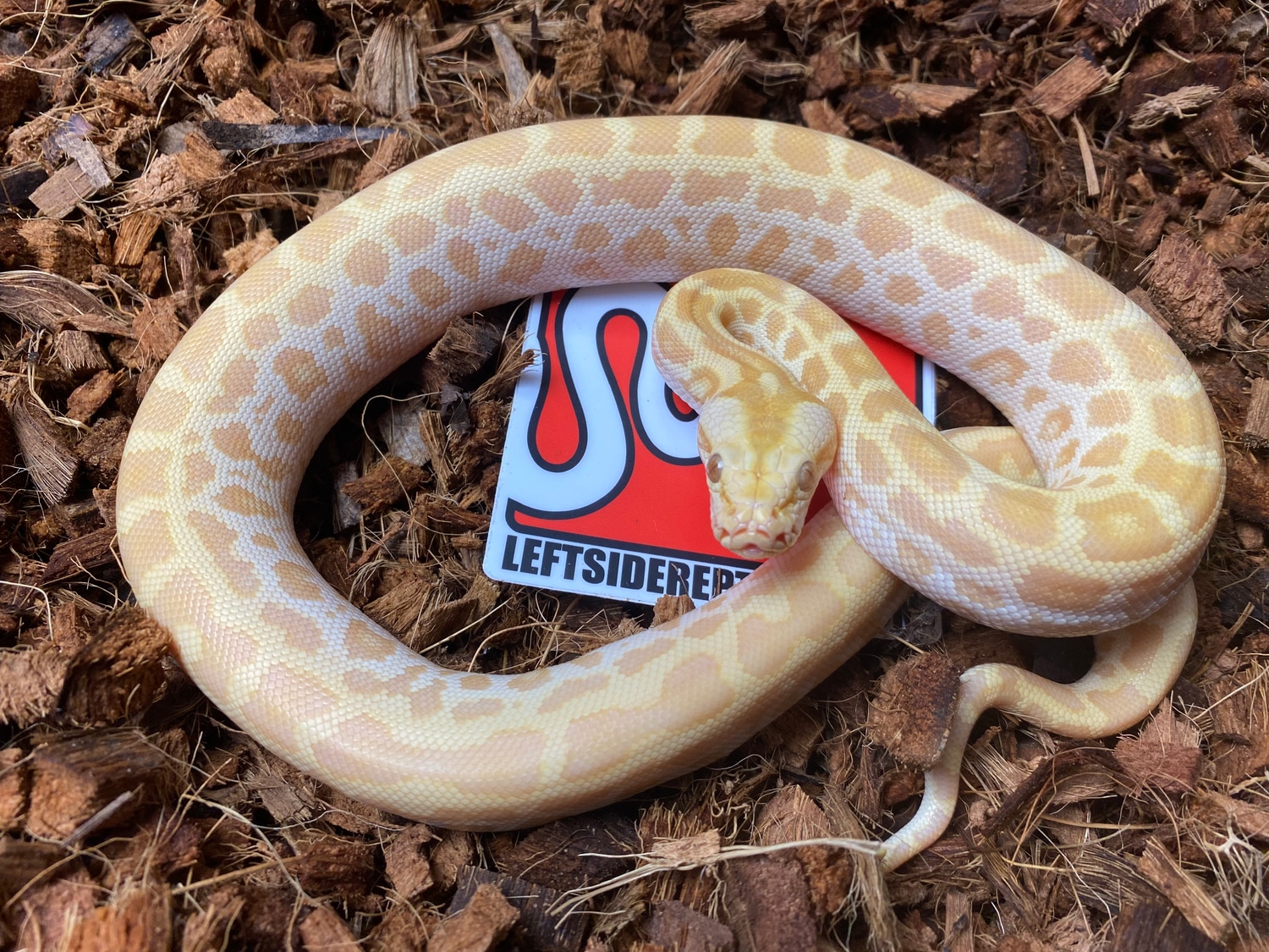 Hypo Albino Het Patternless Granite Burmese Python by Leftside Reptiles ...