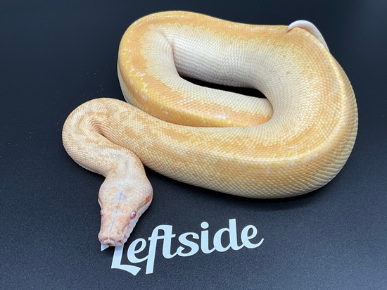Ivory Tneg Blood Python by Leftside Reptiles