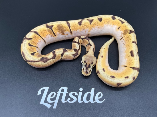 OD Enchi Spider Bongo YB Ball Python by Leftside Reptiles