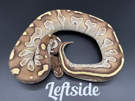 Lesser Blackhead Ringer Gene Ball Python by Leftside Reptiles