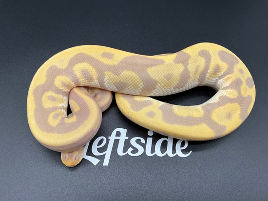 Candino Leopard Enchi Mahogany Ball Python by Leftside Reptiles