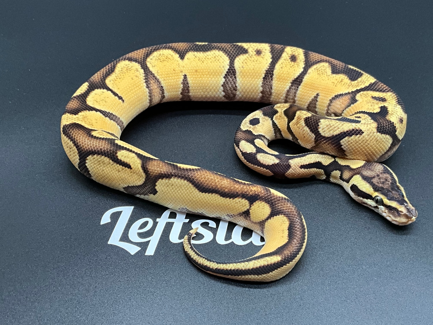 Pastel Flame Pos Enchi OD Ball Python by Leftside Reptiles - MorphMarket