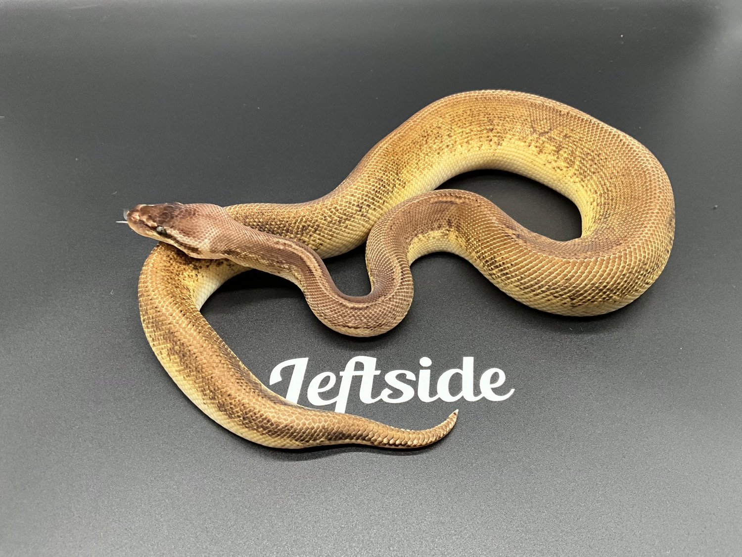 Pastel Cinnamon Mahogany Leo Calico Het Albino Ball Python by Leftside ...