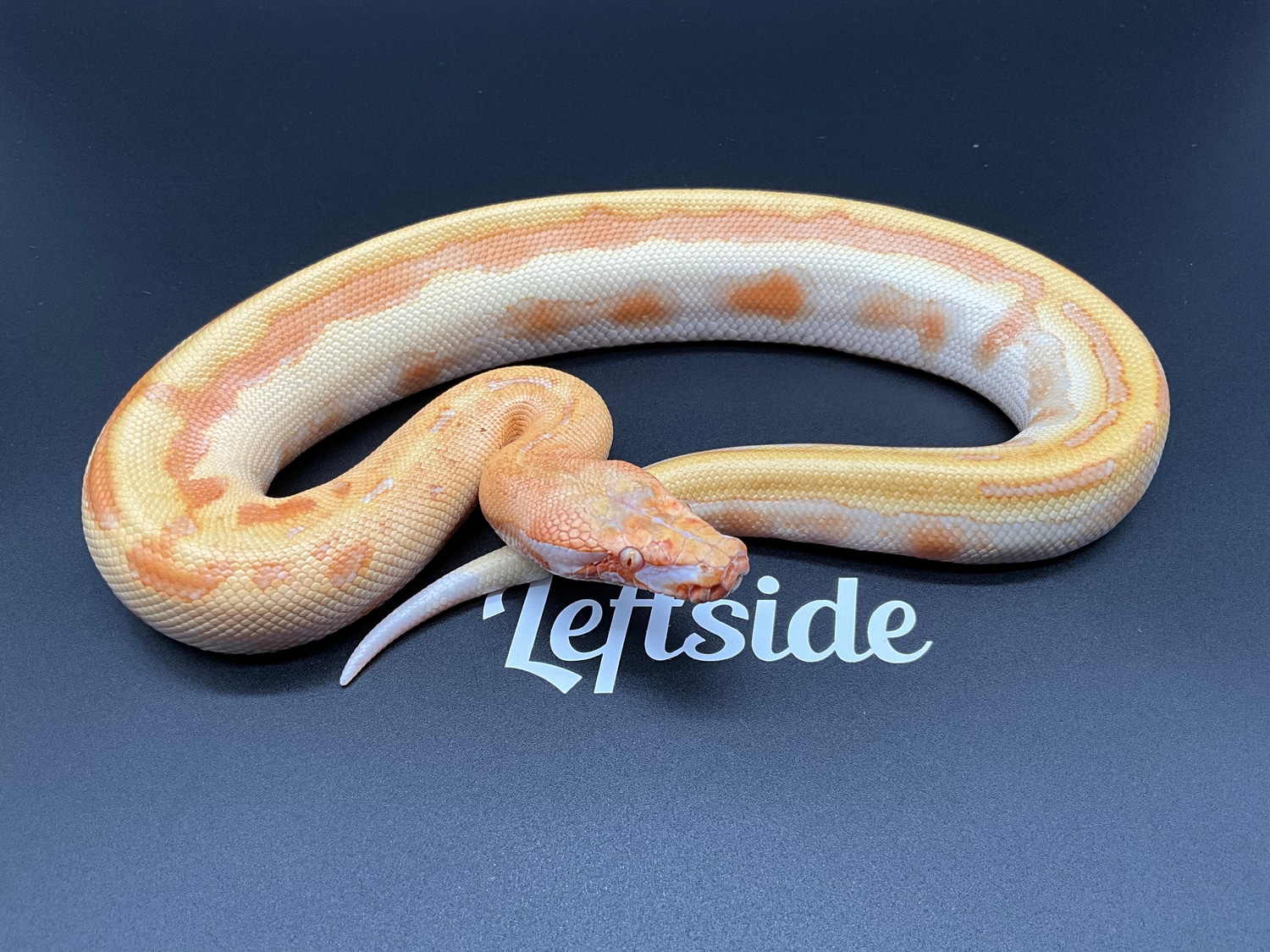 T- Albino Goldeneye Blood Python by Leftside Reptiles - MorphMarket