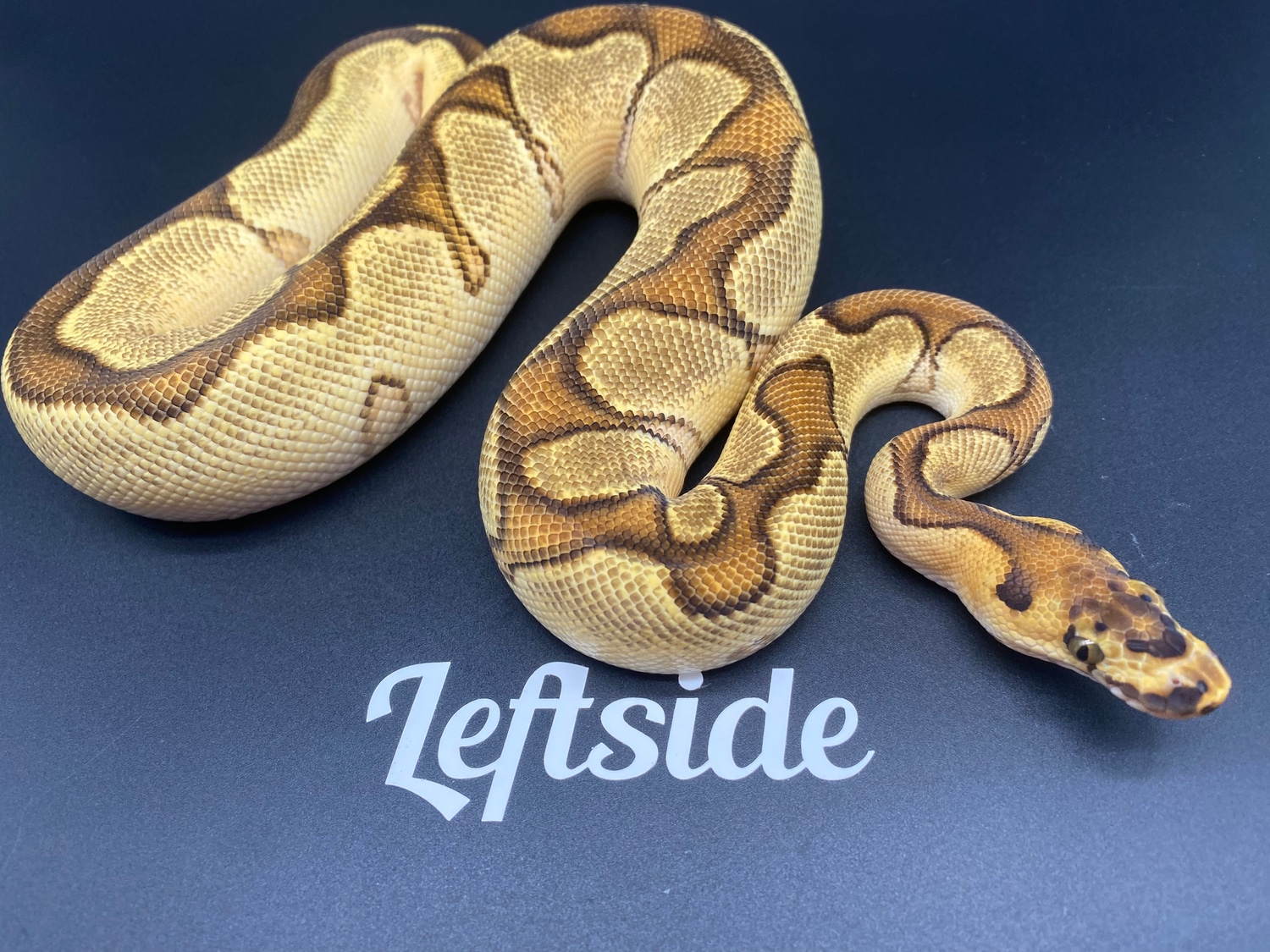 Od Enchi Yellowbelly Clown Ball Python by Leftside Reptiles - MorphMarket