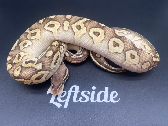 Pastel Lesser Pos Blitz Ball Python by Leftside Reptiles