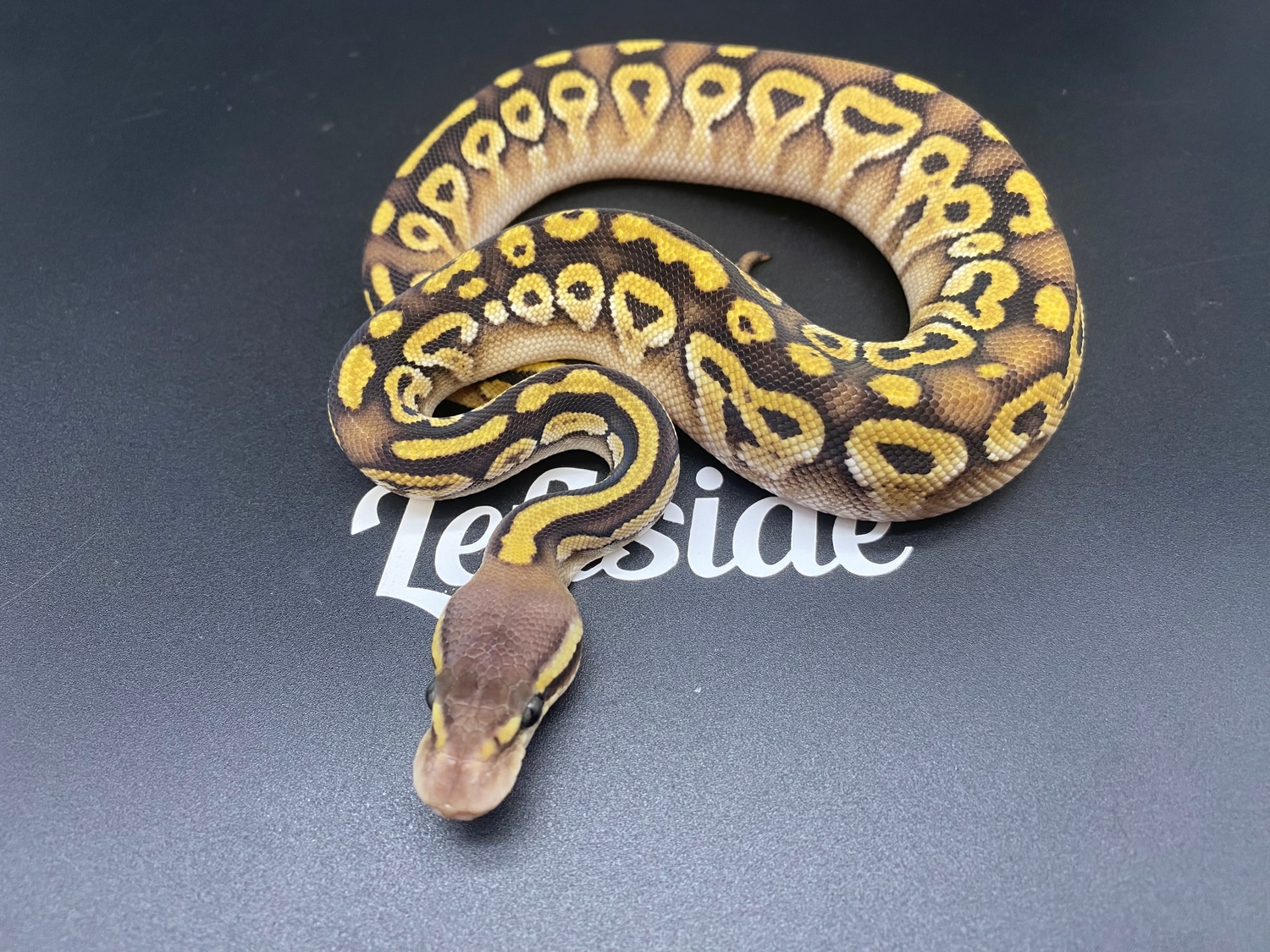 Pastel Mojave Pos Melanistic Ball Python by Leftside Reptiles - MorphMarket